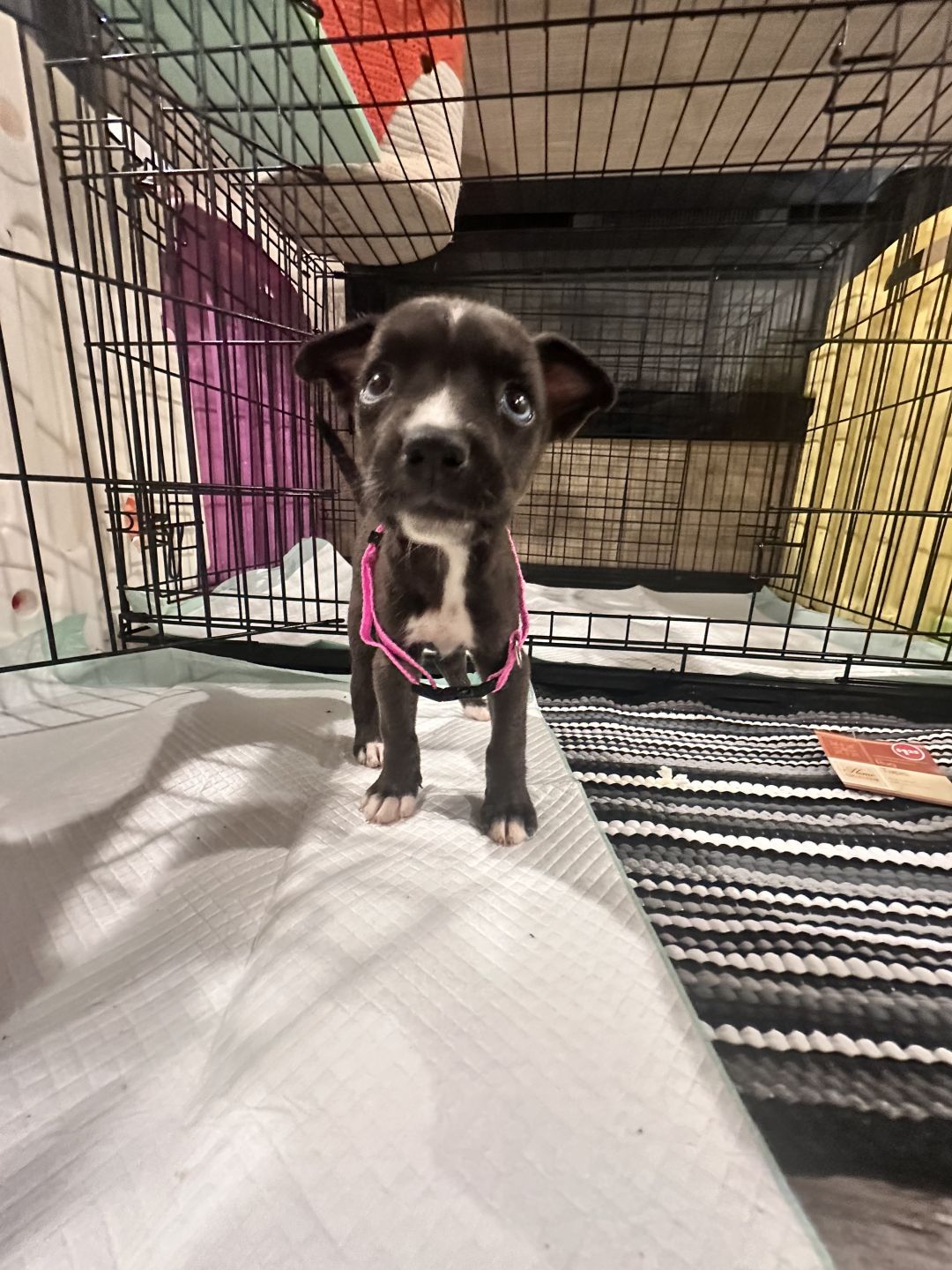 Adoptable (Official) Georgia Dogs for September 5, 2025 | GaPundit