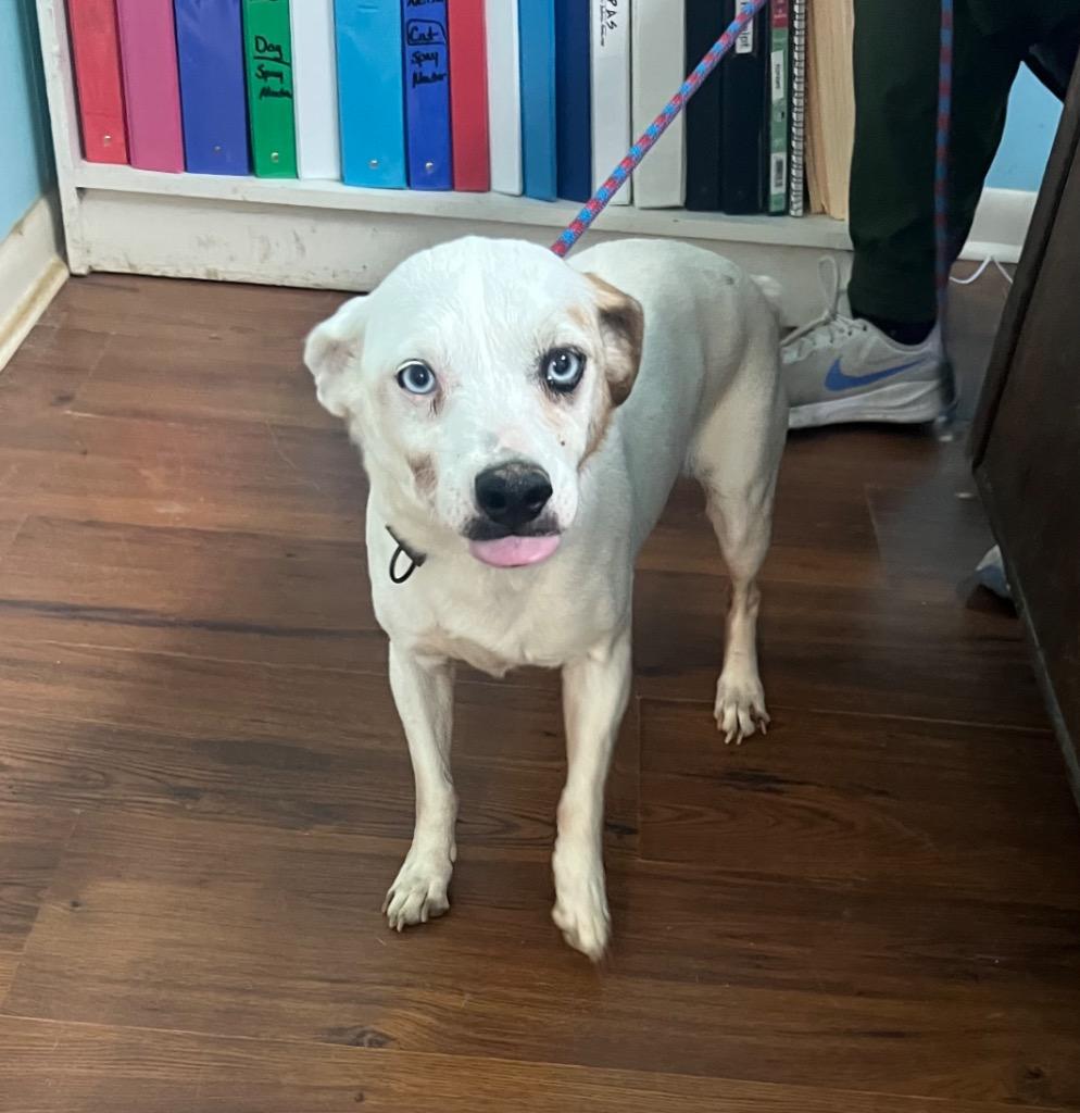 Adoptable (Official) Georgia Dogs for September 17, 2025 | GaPundit