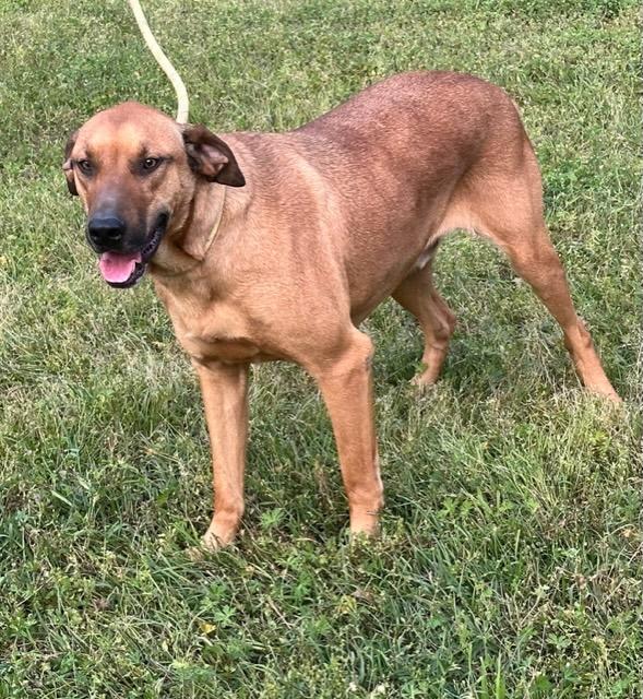 Adoptable (Official) Georgia Dogs for September 23, 2025 | GaPundit