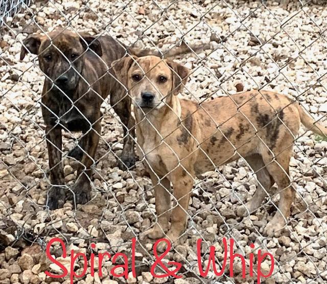 Adoptable (Official) Georgia Dogs for September 23, 2025 | GaPundit