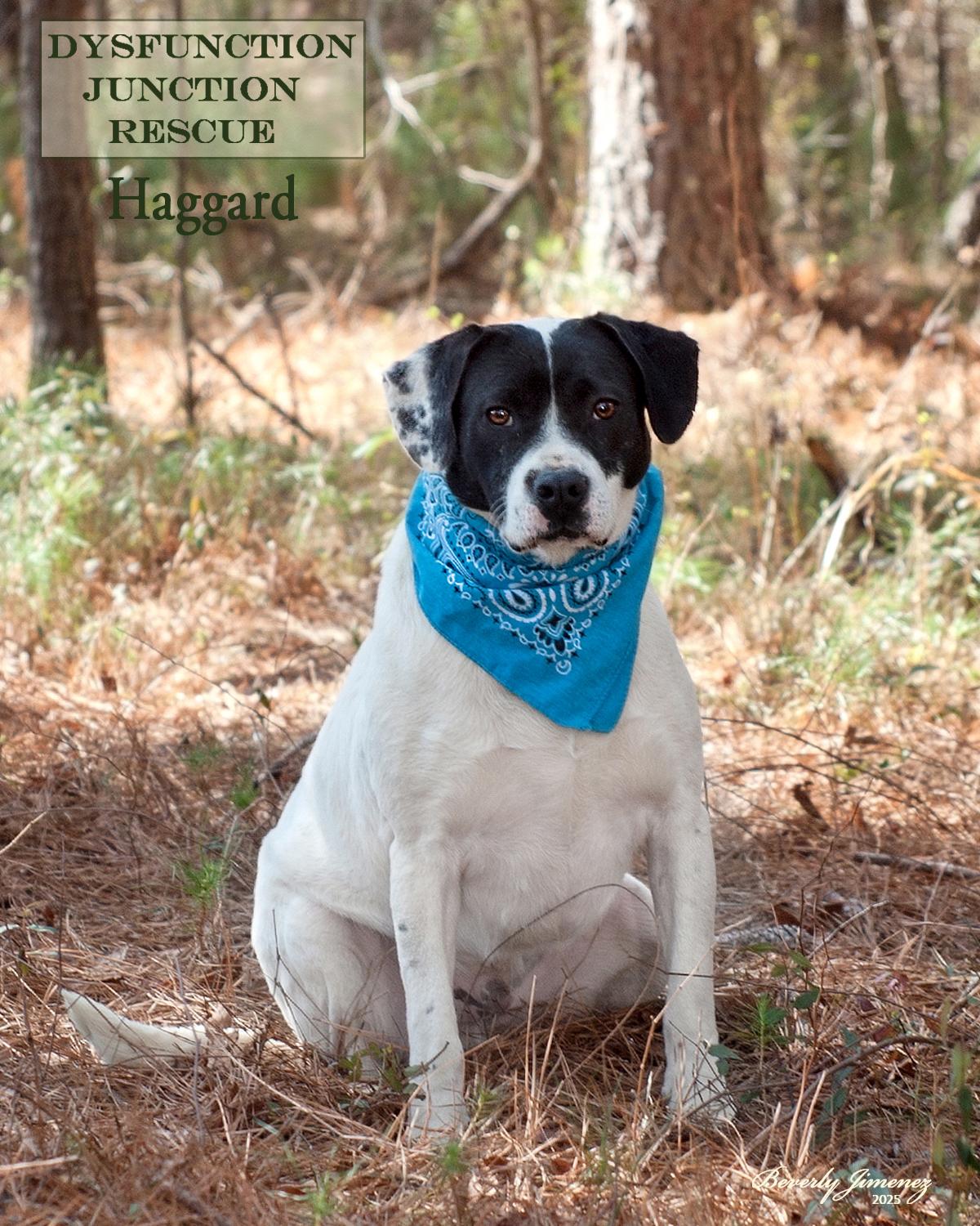 Adoptable (Official) Georgia Dogs for September 29, 2025 | GaPundit