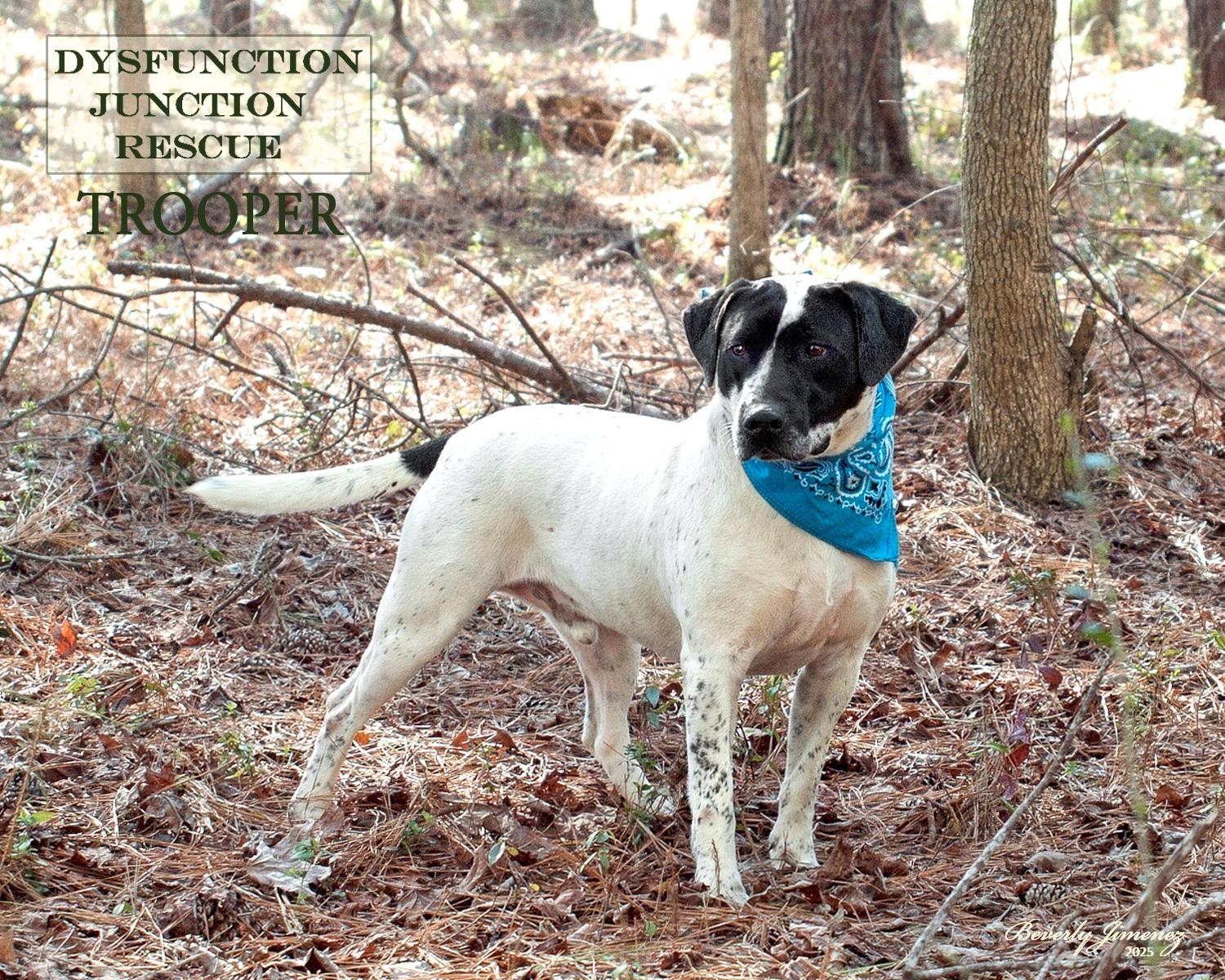 Adoptable (Official) Georgia Dogs for September 29, 2025 | GaPundit