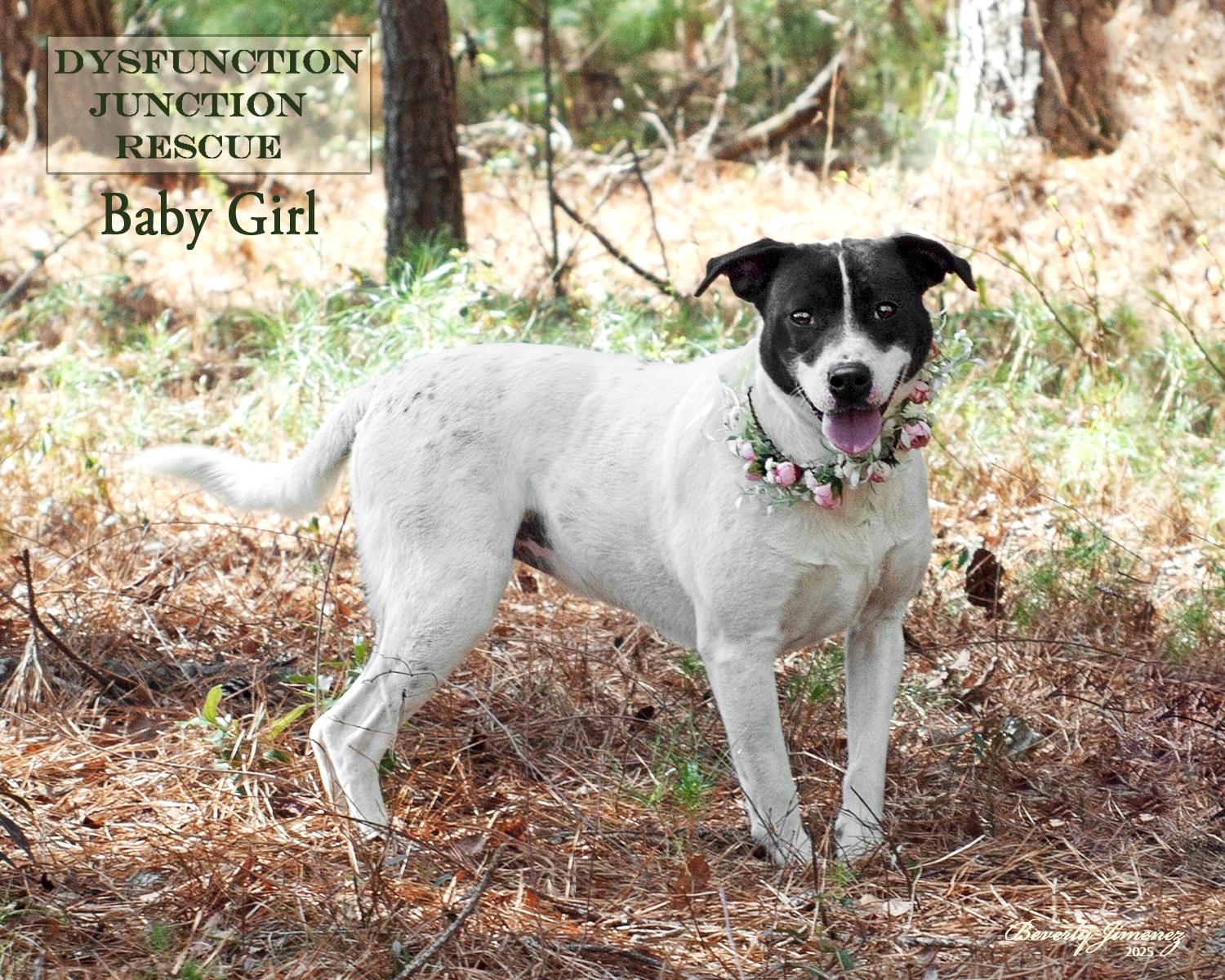 Adoptable (Official) Georgia Dogs for September 29, 2025 | GaPundit