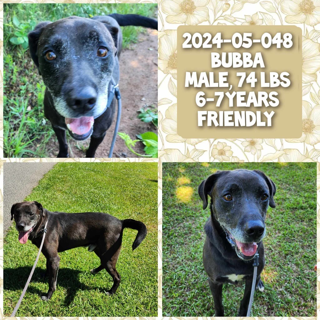 Adoptable (Official) Georgia Dogs for November 18, 2025 | GaPundit