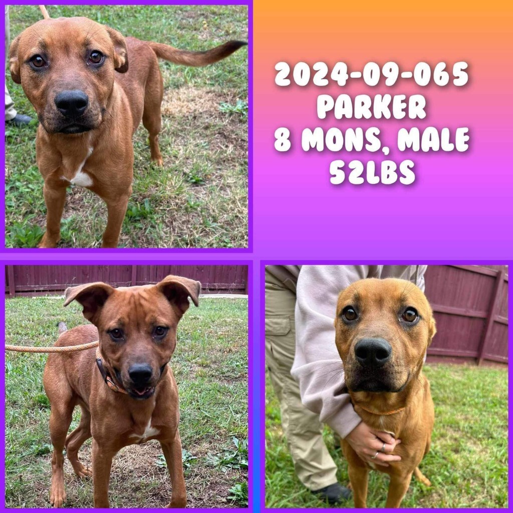 Adoptable (Official) Georgia Dogs for November 18, 2025 | GaPundit