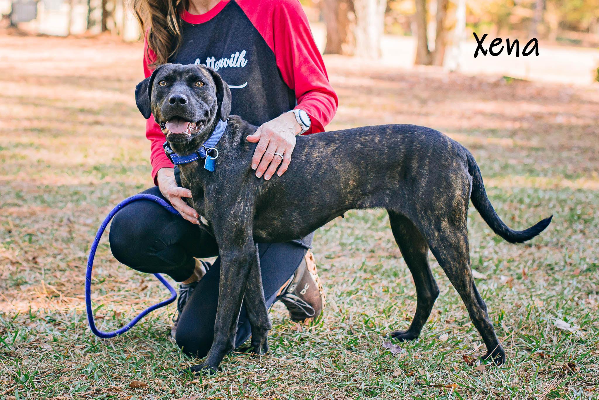Adoptable (Official) Georgia Dogs for December 8, 2025 | GaPundit