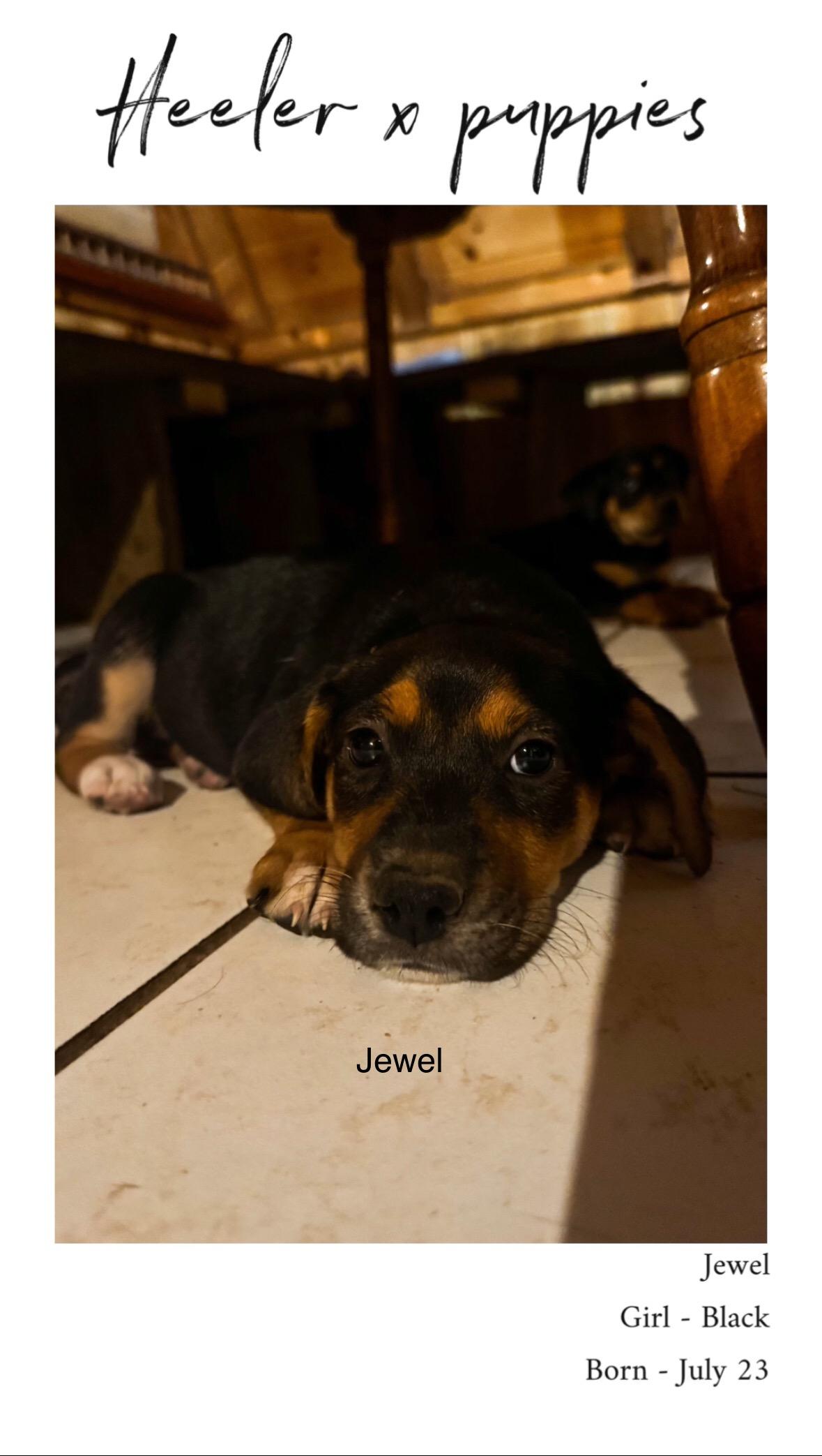 Adoptable (Official) Georgia Dogs for January 5, 2026 | GaPundit
