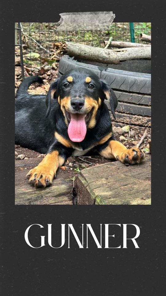 Adoptable (Official) Georgia Dogs for January 5, 2026 | GaPundit