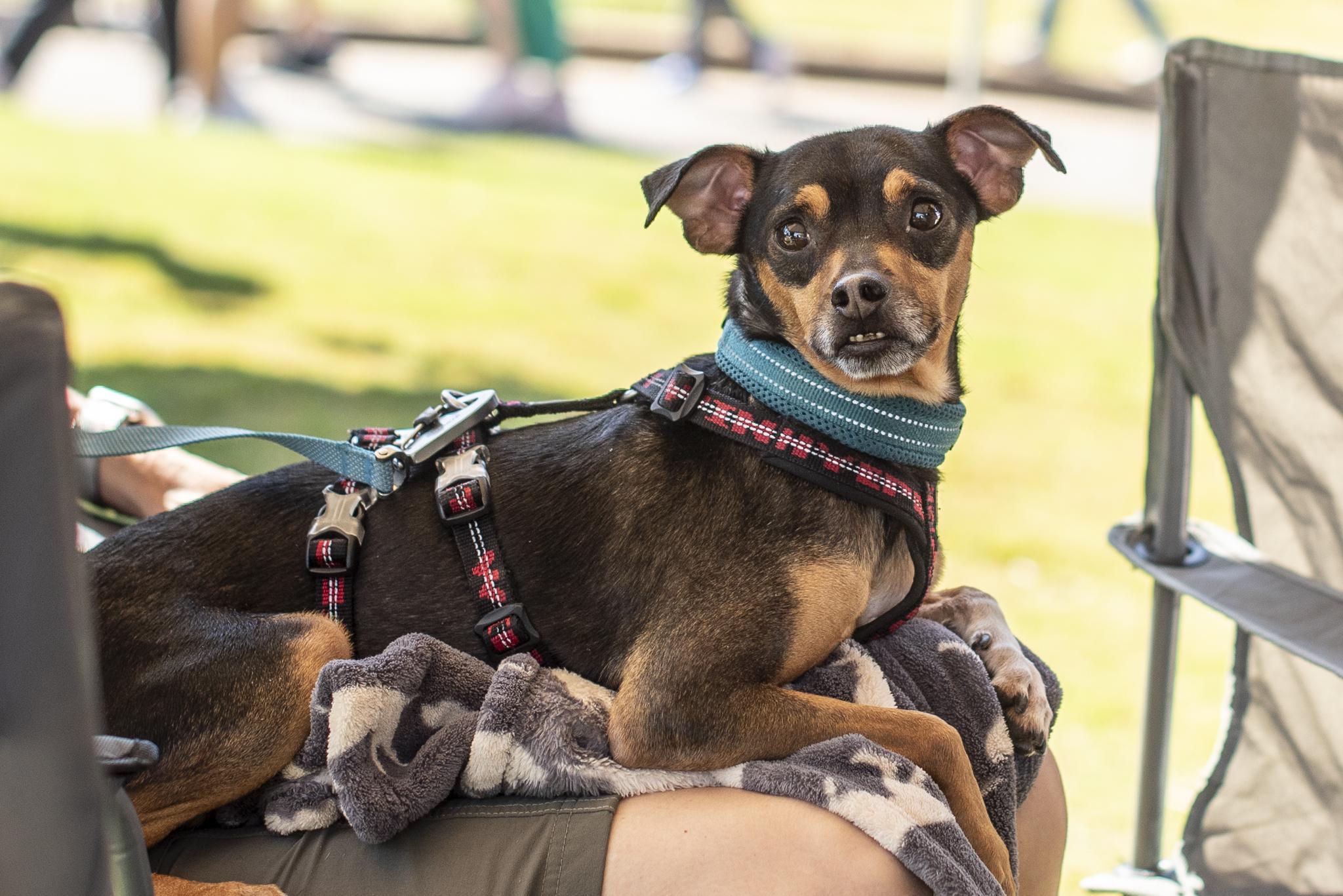 Adoptable (Official) Georgia Dogs for January 16, 2026 | GaPundit