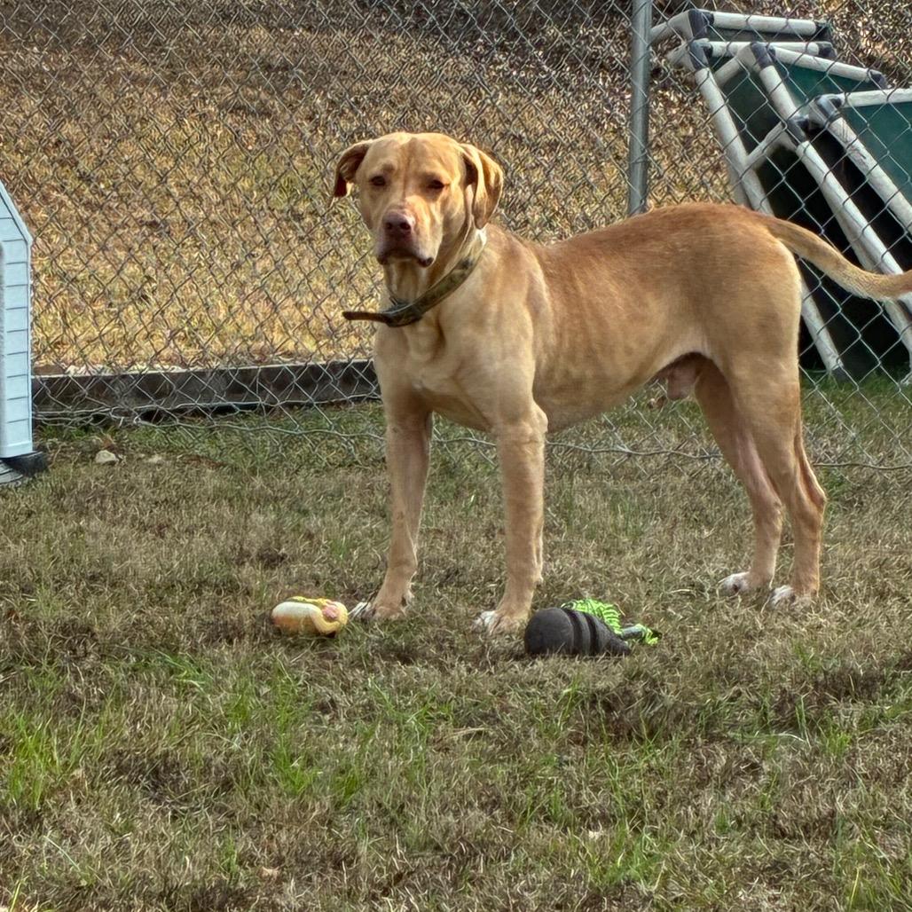 Adoptable (Official) Georgia Dogs for February 10, 2026 | GaPundit