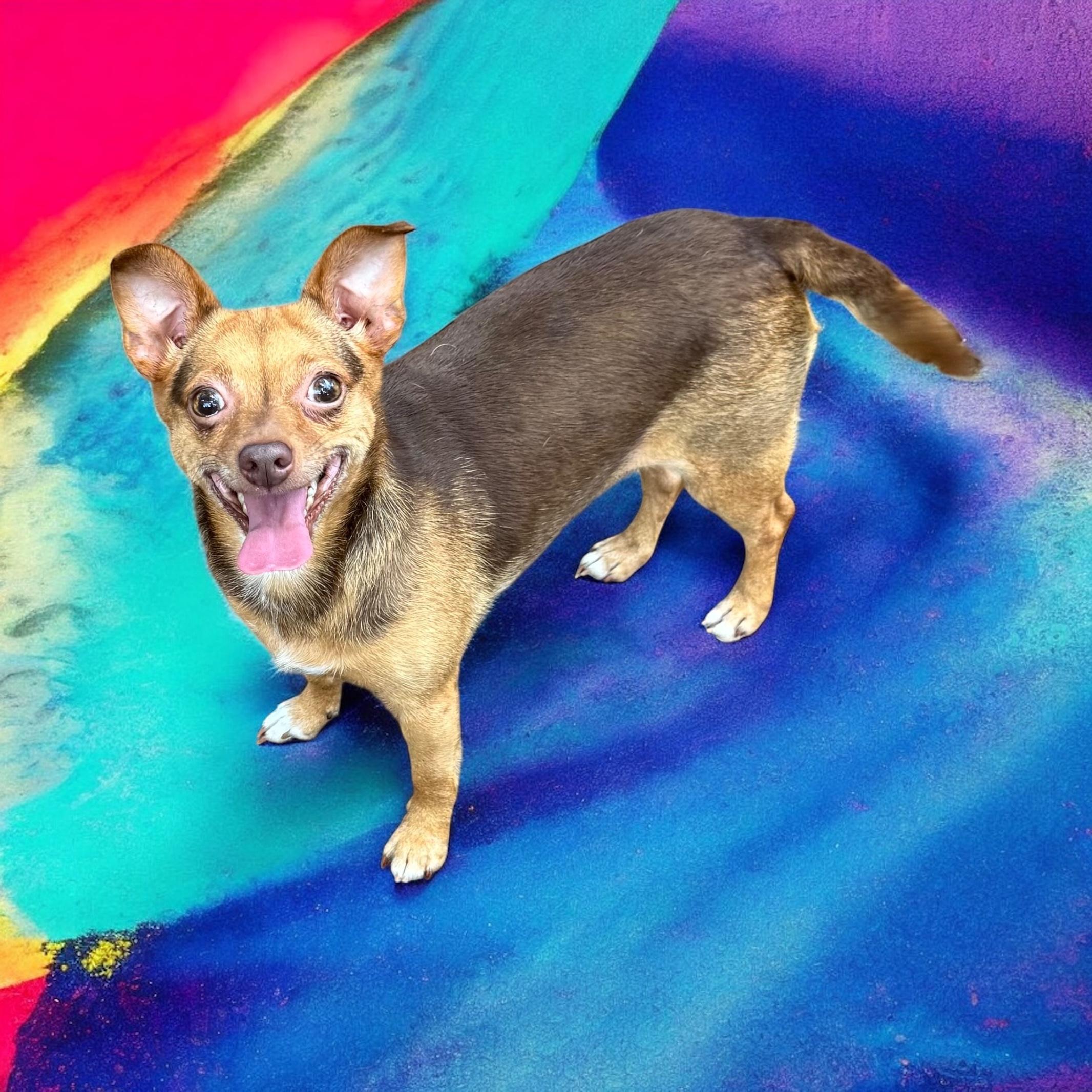 Adoptable (Official) Georgia Dogs for April 3, 2026 | GaPundit